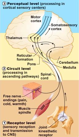 Neural Integration Flashcards Quizlet