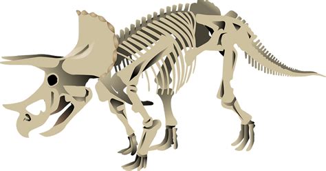 Triceratop Skeleton Clipart