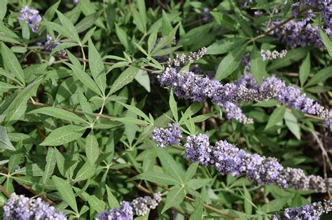 Vitex agnus-castus - Plant Biodiversity of South-Western Morocco