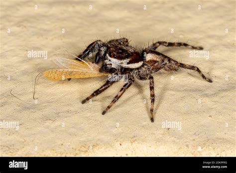 Gray Wall Jumping Spider Of The Species Menemerus Bivittatus Stock