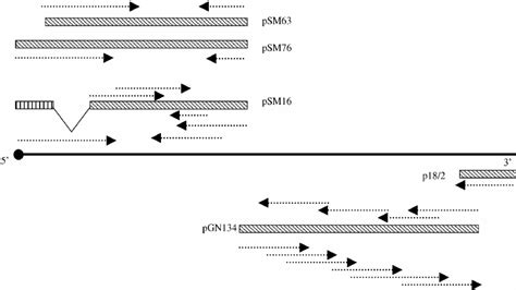 Strategy Used For Sequencing Semv Genomic Rna The Dark Line Represents Download Scientific