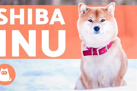 Descubre cuánto pelo suelta el Shiba Inu Consejos para mantener tu