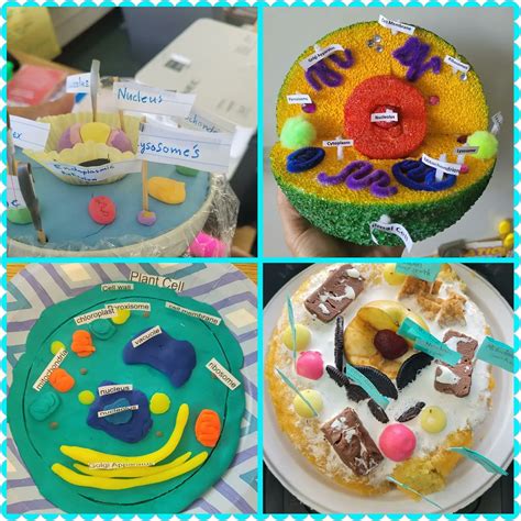 Plant Cell Model Project Ideas