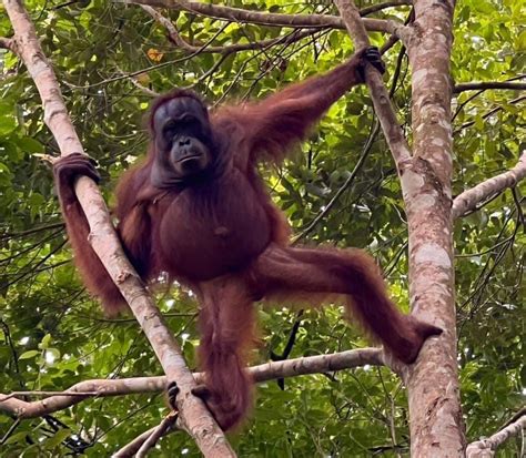 Mayas Chapan Curi Perhatian Aksi Mencuit Hati Suara Sarawak