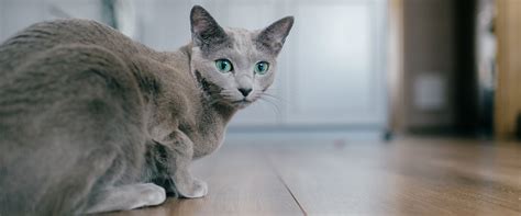 Russian Blue Cat With Blue Eyes
