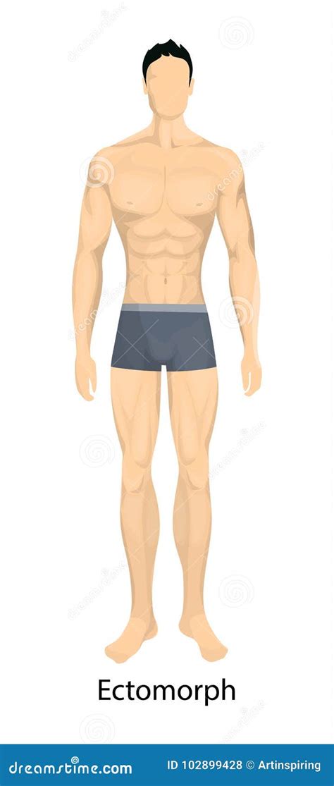 Tipos de cuerpo masculino ilustración del vector Ilustración de hombre