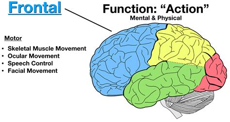 Lobes Of The Brain Cerebral Cortex Anatomy Function Labeled Diagram