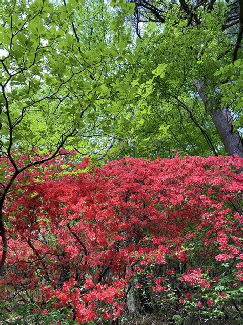 新緑とツツジの赤城山、姫百合からの地蔵岳と荒山 パタ子さんの赤城山・黒檜山・荒山の活動データ Yamap ヤマップ