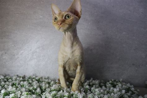 인천 2020 0330 데본렉스 책임분양 페르시안친칠라 구미강아지분양 애견분양샵 서울강아지분양 유기견센터 애완용강아지종류 대구유기견 반려견무료분양 강아지무료분양