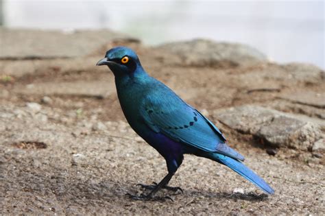 Vogels Zuid Afrika Vogels Van Zuid Afrika