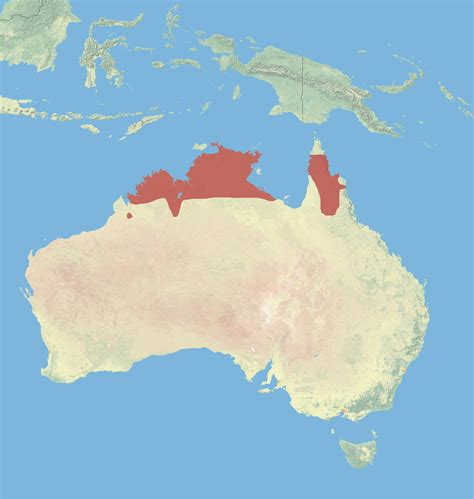 Red Kangaroo Distribution Australia 4240 × 4466 Rmapporn