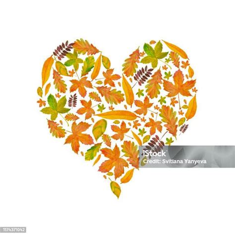 수채화 가을 배경 화려한 오크 단풍 나무 시카 모어 로완 잎과 하트 프레임 버즘 나무에 대한 스톡 벡터 아트 및 기타 이미지