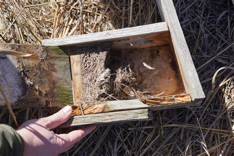 Tree Swallows And Eastern Bluebirds Among Species That Benefit From