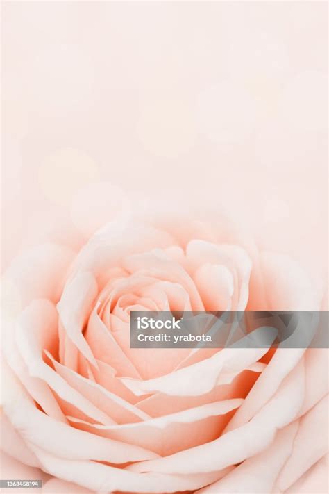 화이트 핑크 로즈 플라워 섬세한 매크로 꽃잎 크림 파스텔 컬러 미적 꽃 배경을 클로즈업 신선한 부드러운 꽃 장미 축하 또는 벽지에 대한 폰 부드러운 초점 자연 꽃 0명에
