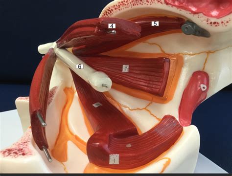 Anatomy Lab Muscles Of The Eye Diagram Quizlet