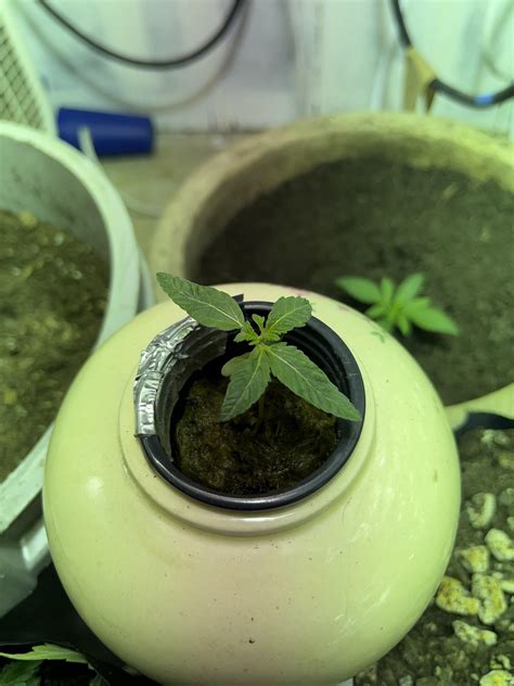 Genetics Or Environmental Factors Scrolller