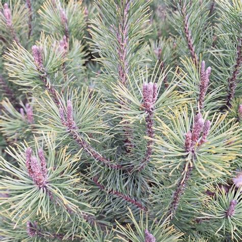 Pinus Mugo Mughus Majestic Trees