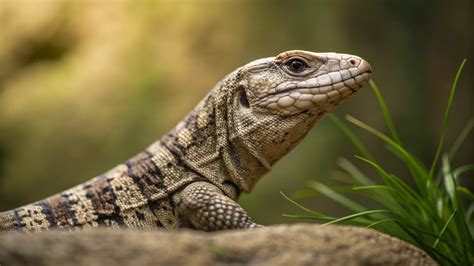 Are Tegu Bites Poisonous Understanding The Risks And Realities
