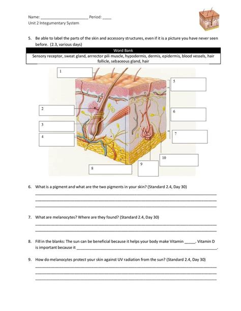 Integumentary System Worksheet Answers Name Period Unit 2 Integumentary