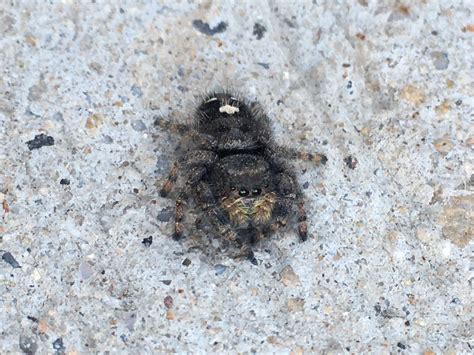 Bold Spider Lil Cute Bub Rspiders