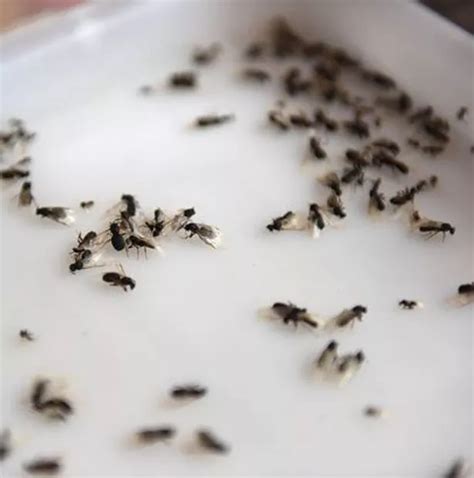 How To Get Rid Of Flying Ants 6 Tips After Britains Summer Insect Invasion Mirror Online
