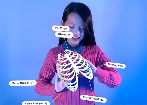Bringing Anatomy To Life With The Merge Cube