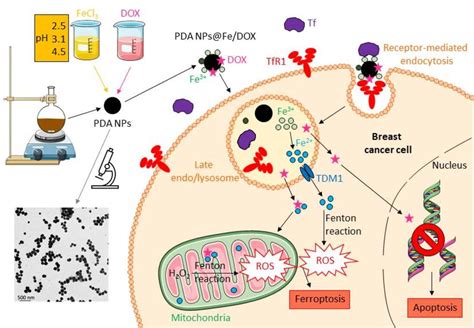 Recent Developments In Mesoporous Polydopamine Derived 53 Off