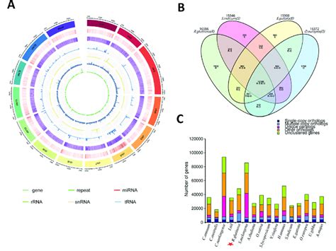 De Novo Genome Assembly Of R Glutinosa And Comparative Analysis With