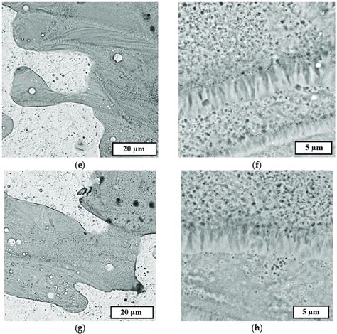 Scanning Electron Microscope Backscatter Electrons Mode Download