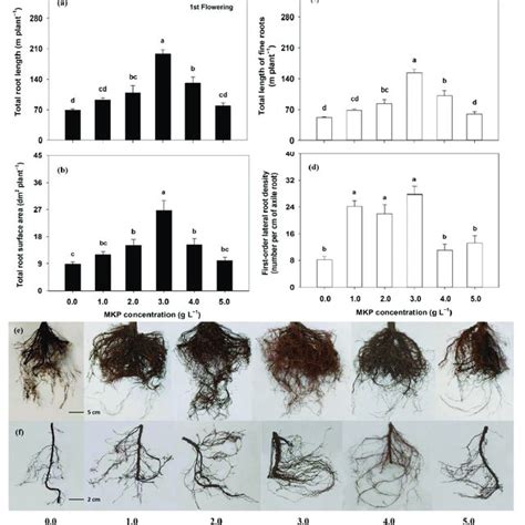 Total Root Length A Total Root Surface Area B Total Fine Root Download Scientific Diagram