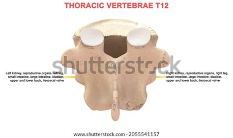Thoracic Vertebrae T12 Bone Anatomy Labeled 库存插图 2055541157 Shutterstock