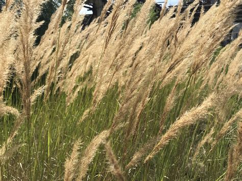Weeds Summer Grass Free Photo On Pixabay Pixabay