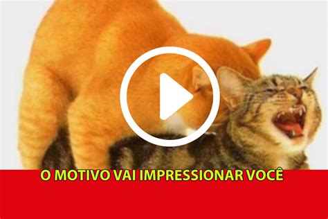 Quando Você Souber O Motivo Que Os Gatos Gritam Tanto Quando Estão
