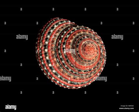 Strawberry Top Shell Clanculus Pharaonius Native To The Red Sea