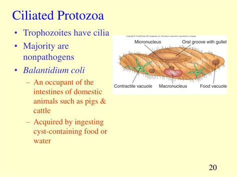 Ppt Protozoa Slime Molds And Helminths Powerpoint Presentation Id6949259
