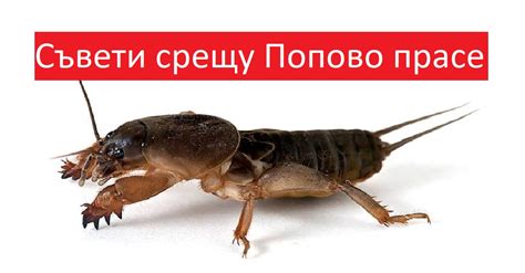 Градинарски съвети срещу Попово прасе