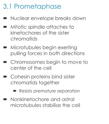 Genetics Midterm Flashcards Quizlet