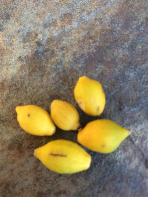 These Tiny Lemons Rmildlyinteresting
