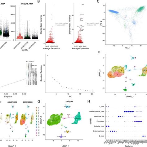 Identification Of 7 Cell Clusters With Diverse Annotations Revealing Download Scientific