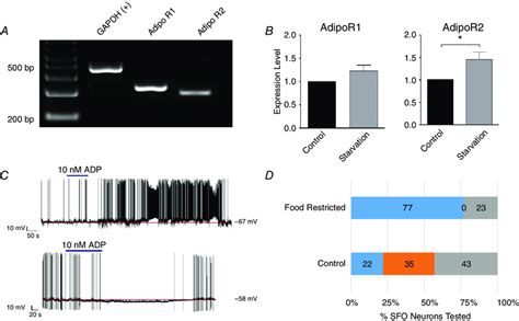 The Process Of Adiponectin Receptor Validation Alim Et Al 2010 Download Scientific Diagram