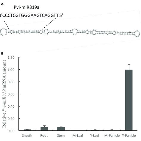 predicted stem loop structure and expression profile analysis of