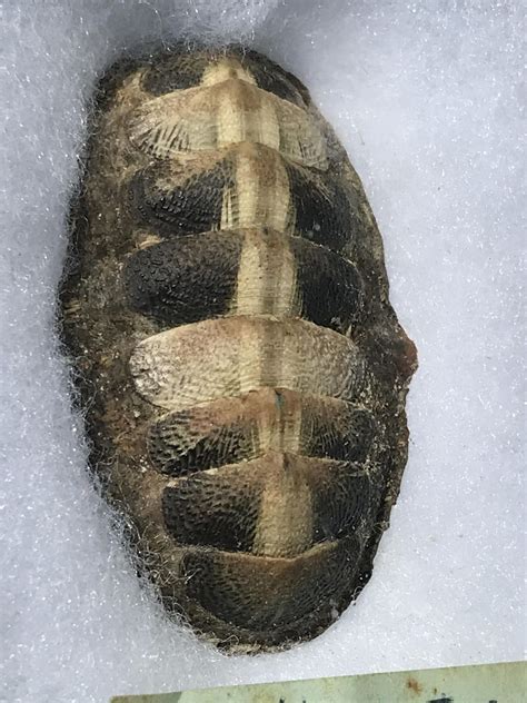 Lot 14 Chiton Fossil Natural Collectible Specimen Easterly Auction Company Springfield