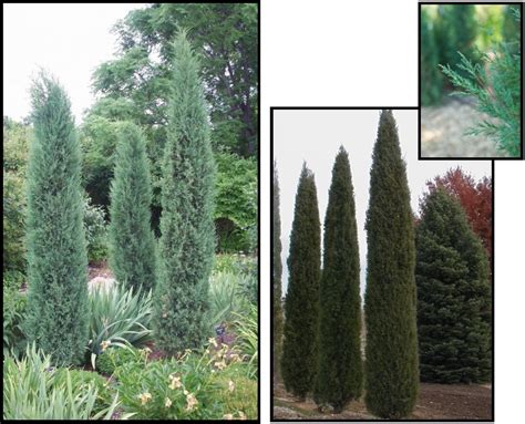 Star Power Juniper Hinsdale Nurseries Welcome To Hinsdale Nurseries