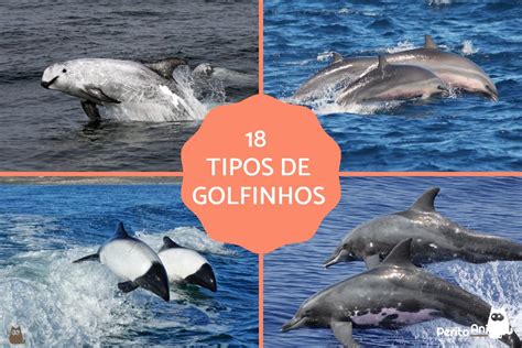 Quanto Pesa Um Golfinho Librain