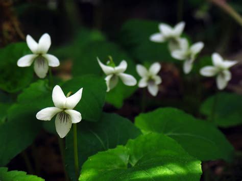 Sweet White Violets Pictures From The Spring Wildflower Pi… Flickr