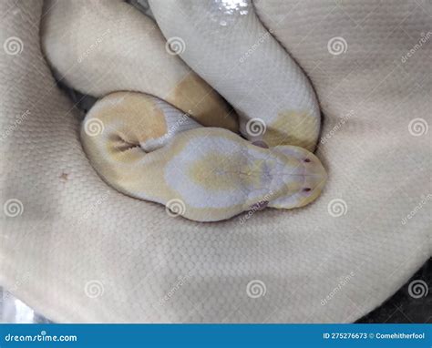 Fancy Piebald Ball Python Morph At Reptile Show Stock Image Image Of Fancy Produce 275276673