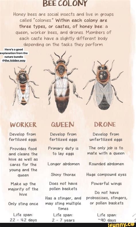 Are Social Insects Honey Bees 🏠 Bee Colony Organization Facts Bees