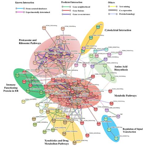 Protein Network For The Common Octopus Ink Proteome Using The String Download Scientific