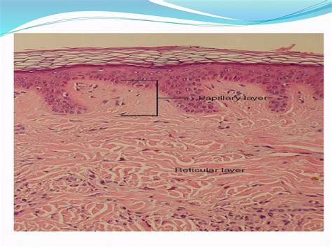 Skin Presentation Ppt