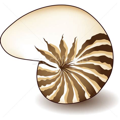Nautilus Shell Vector At Collection Of Nautilus Shell Vector Free For Personal Use